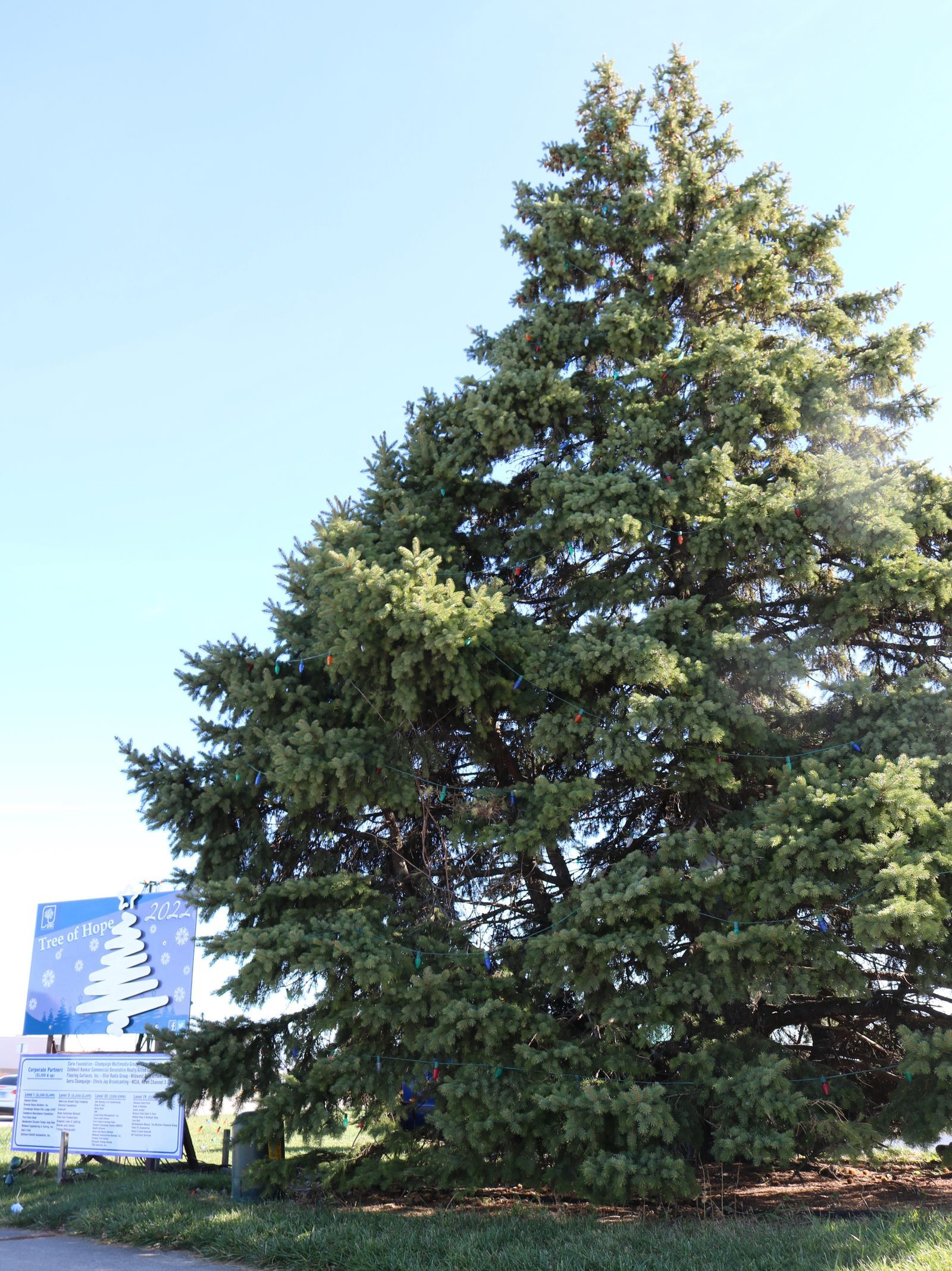 What is the Tree of Hope? : Mission Moments - DSC Stories : About Us ...