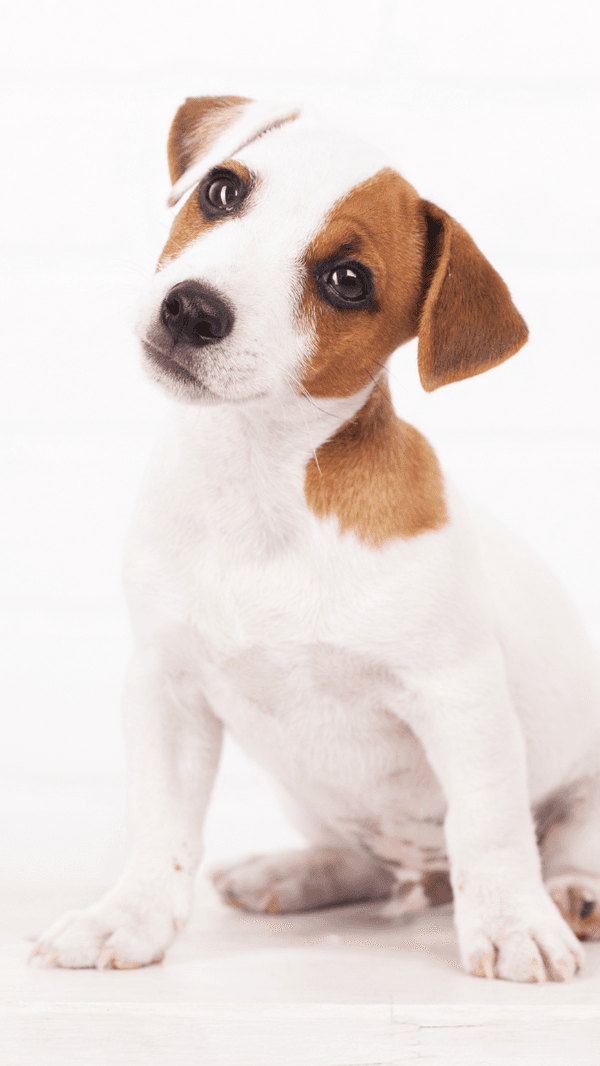 Home : Humane Society of York County