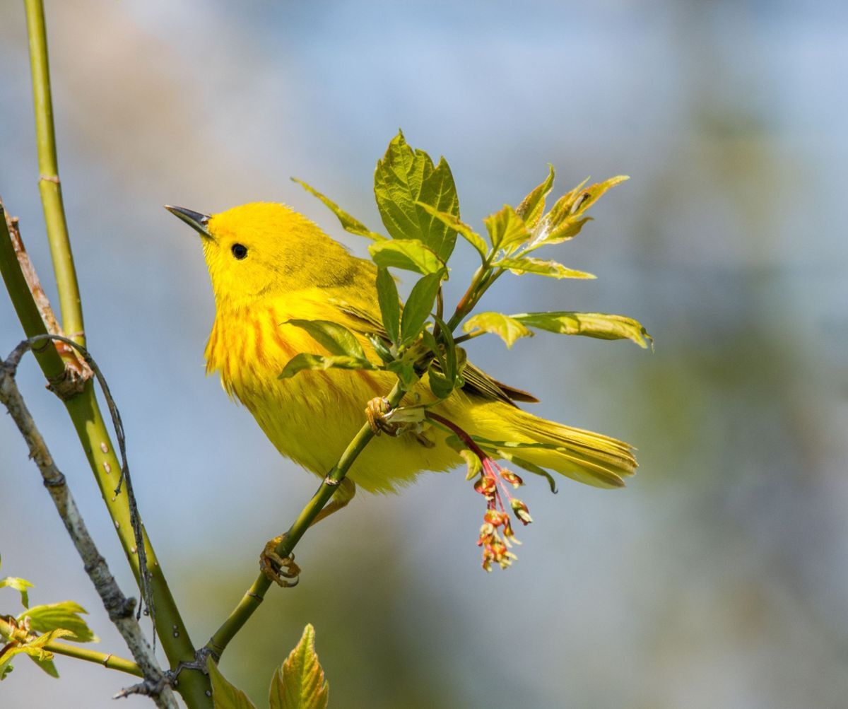 To Be a Bird Is Not What You Think | BLOG: Audubon Society of RI