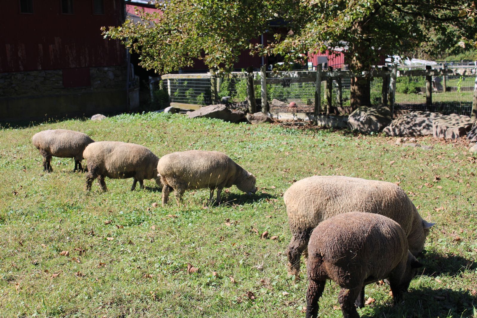 Planning Your Field Trip : Group Visits : Visit Us : Muscoot Farm