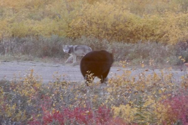 What In The World Do Wolves Eat? | Red Wolf Diet