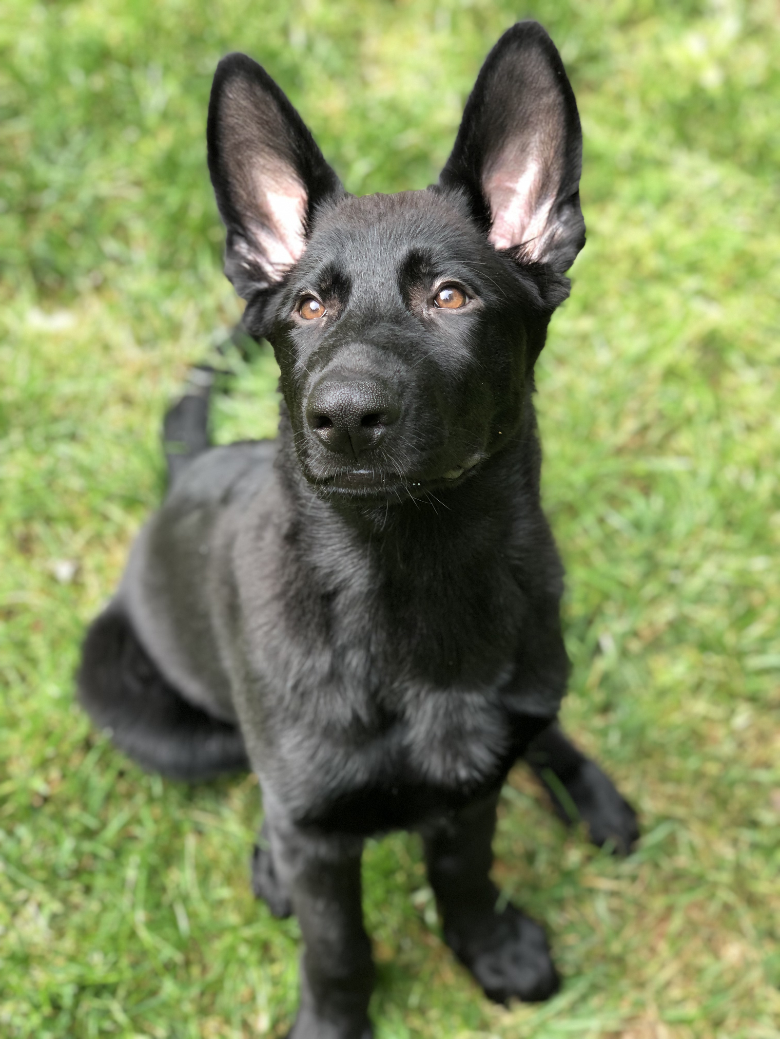 Home : American Rescue Dog Association