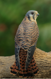 Our Avian Ambassadors | Audubon Society of Rhode Island