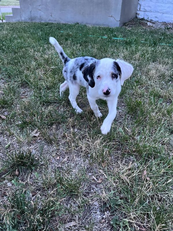 Available Dogs : Adopt or Foster : Nebraska No Kill Canine Rescue