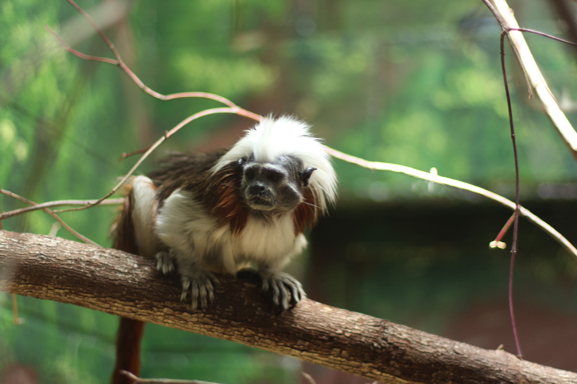 Cotton-Top Tamarin