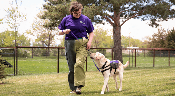 Service Dog Training | Programs | Paragon Service Dogs