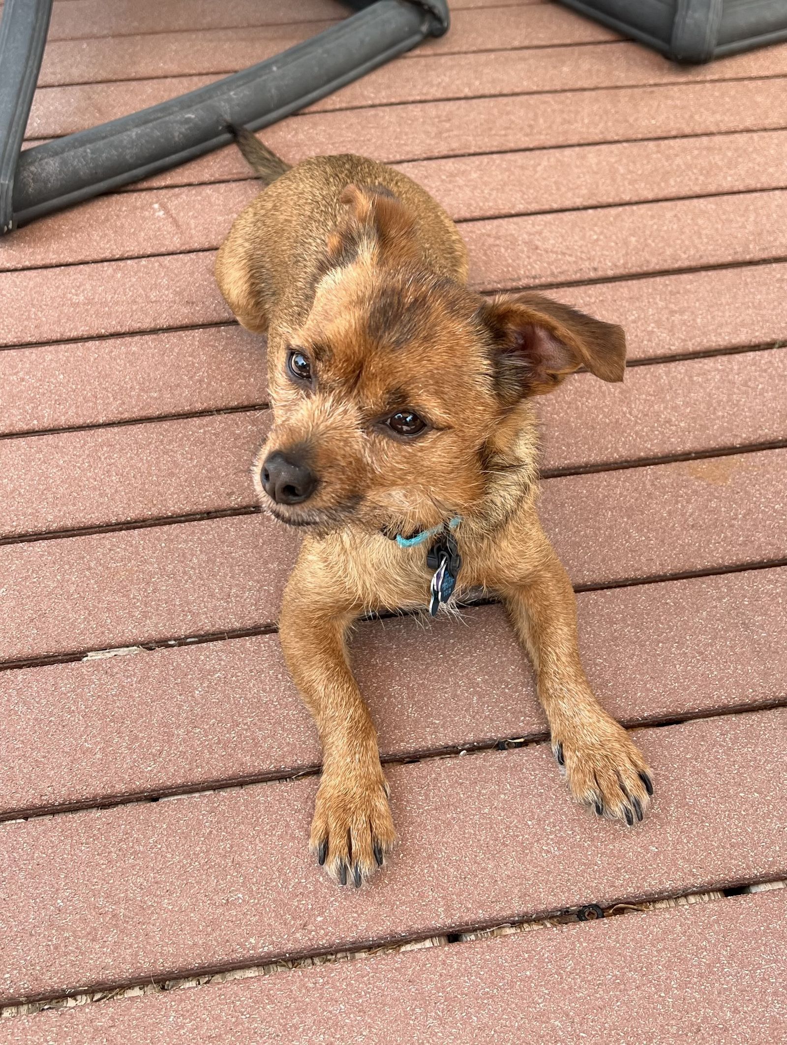 Available Dogs : Adopt or Foster : Nebraska No Kill Canine Rescue