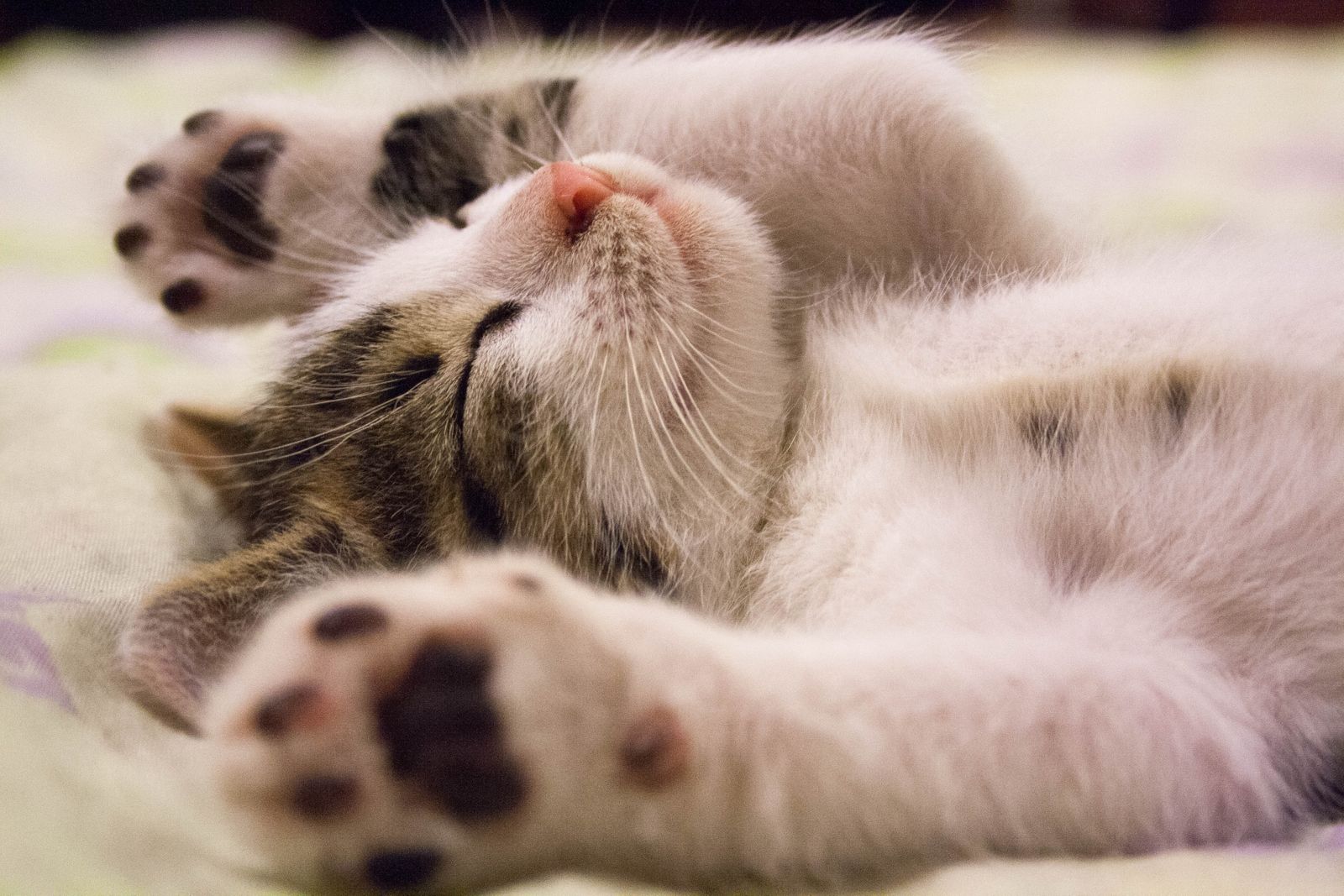Capital Humane Society | Lincoln, NE | Home