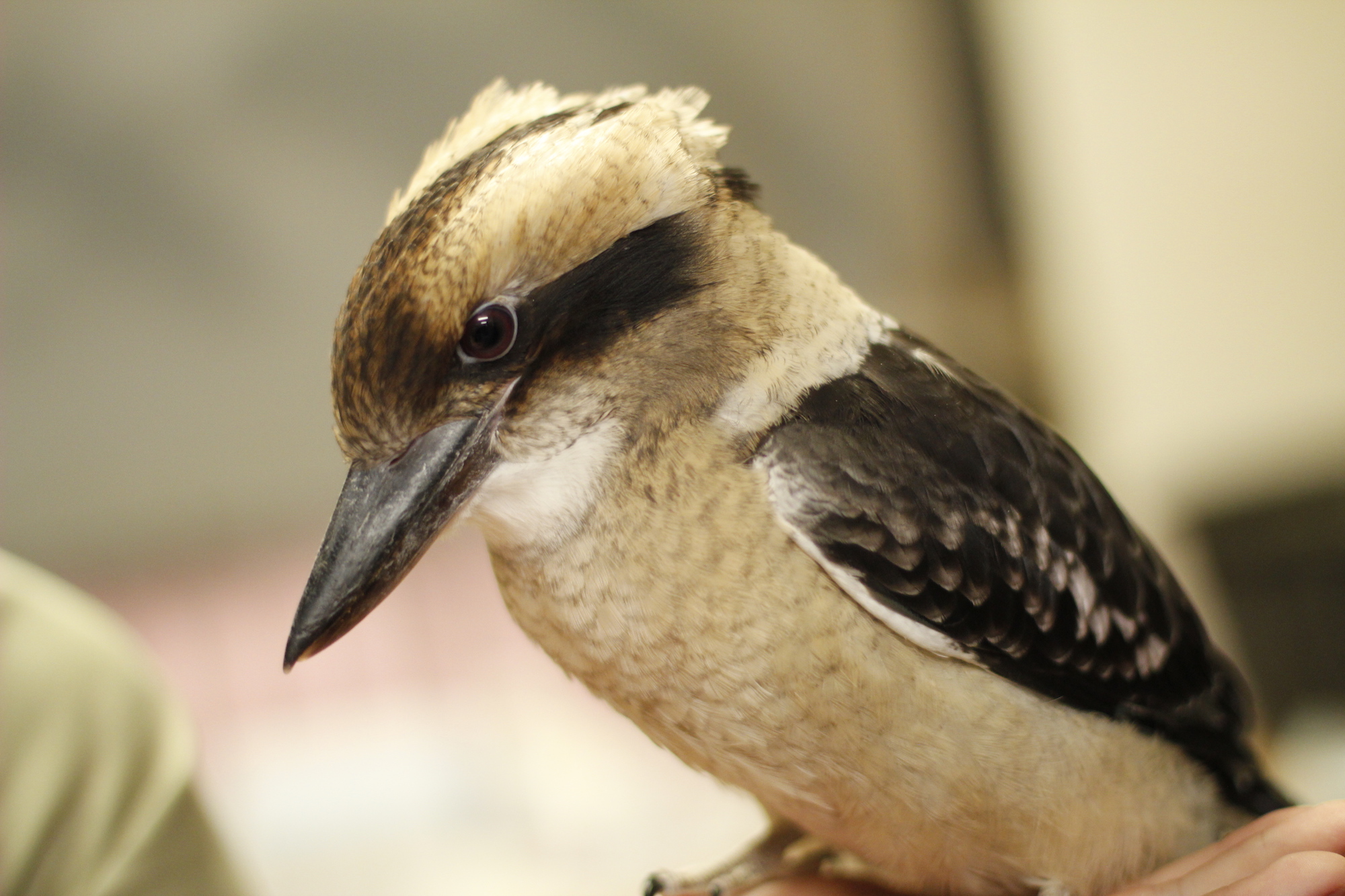 Laughing Kookaburra
