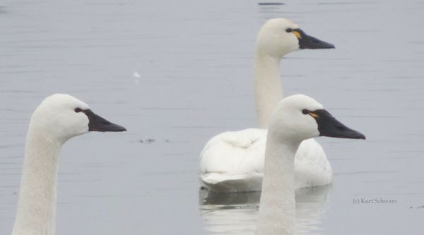 Swan Identification & Behavior | Trumpeter Swan Society