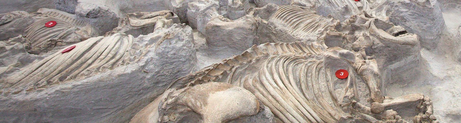 Active Research Site : Ashfall Fossil Beds