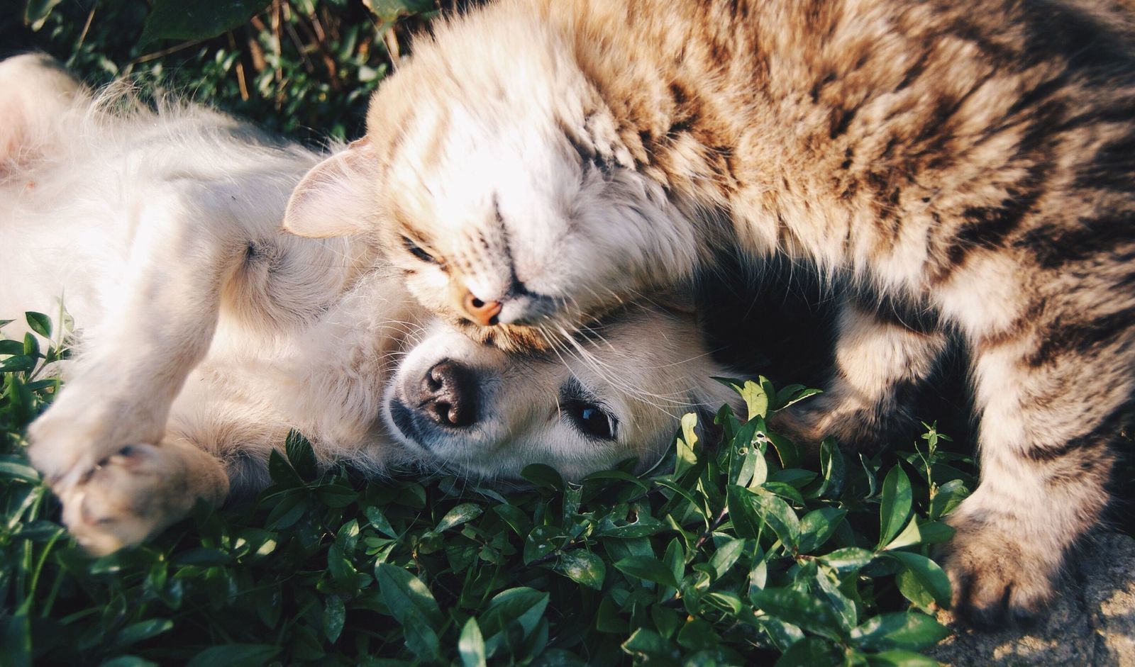 Home : SPCA of Luzerne County