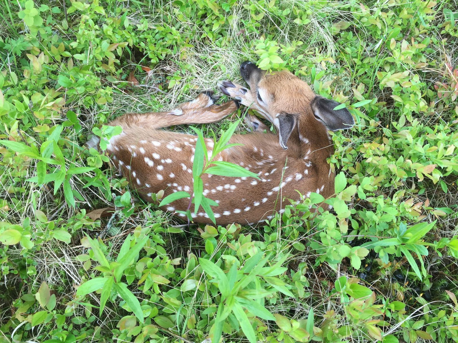 Mammals : Injured Animals : Found An Injured Animal? : Acadia Wildlife ...