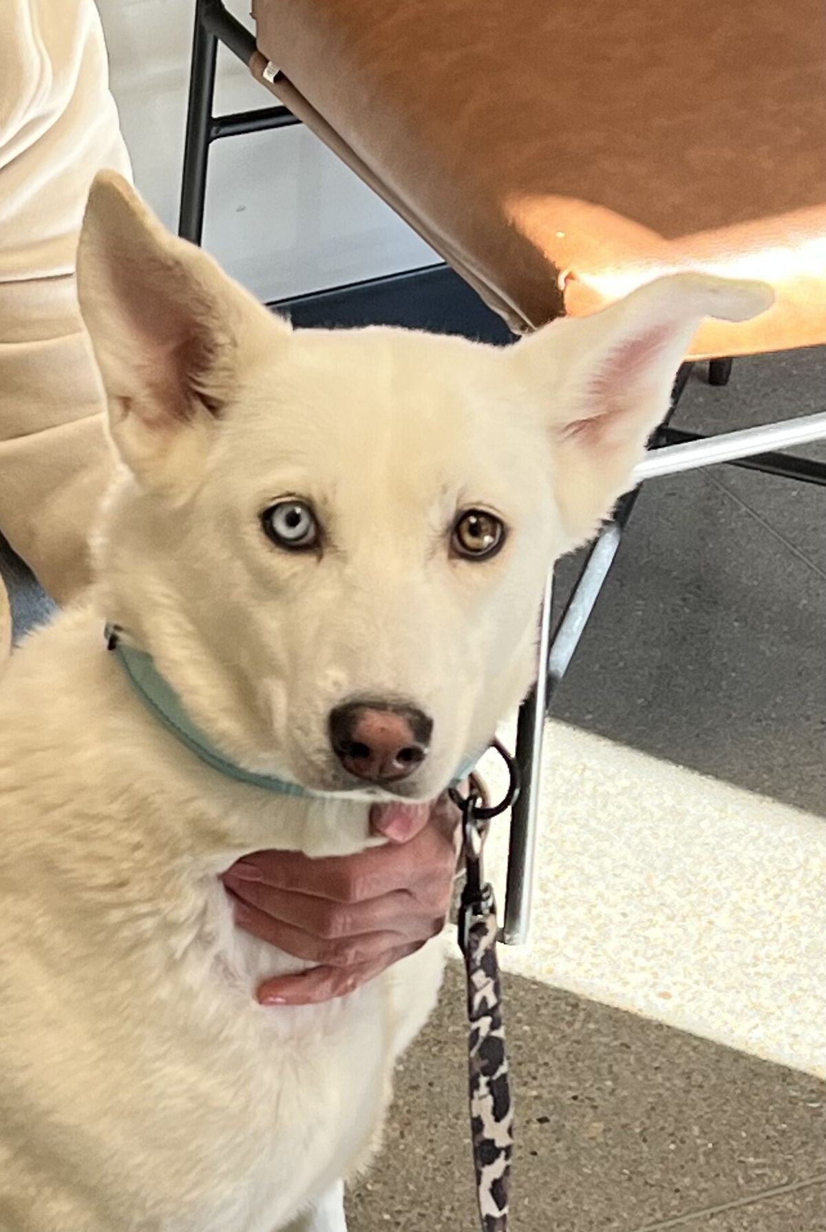 Available Dogs : Adopt or Foster : Nebraska No Kill Canine Rescue