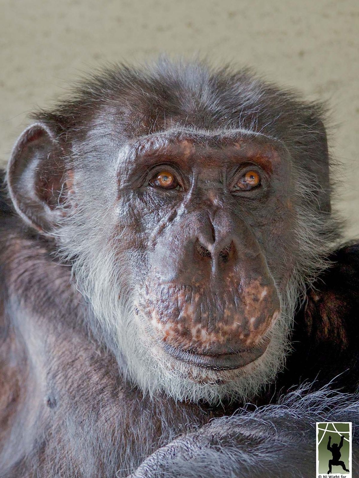 Adopt-a-Chimp : Donate : Fauna Foundation