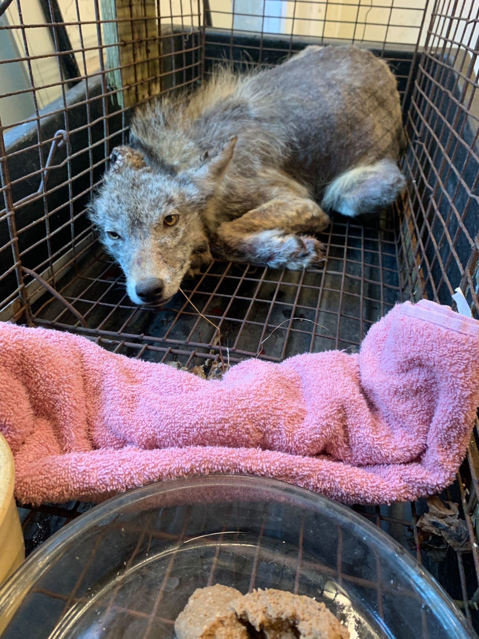 Mission & History : About Us : Acadia Wildlife Center