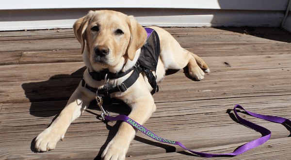 Owner Trained Hearing Dog | Programs | Paragon Service Dogs