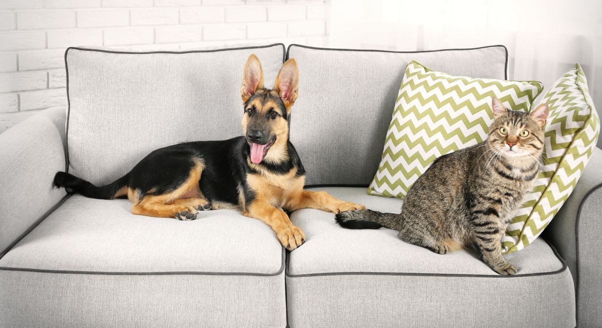 Home : Homeward Animal Shelter