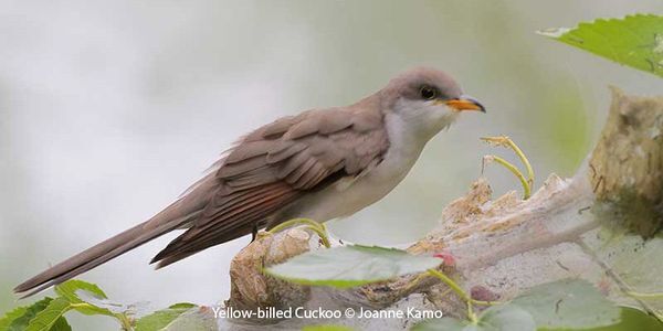 Yellow-billed Cuckoo | Bird Gallery | Houston Audubon