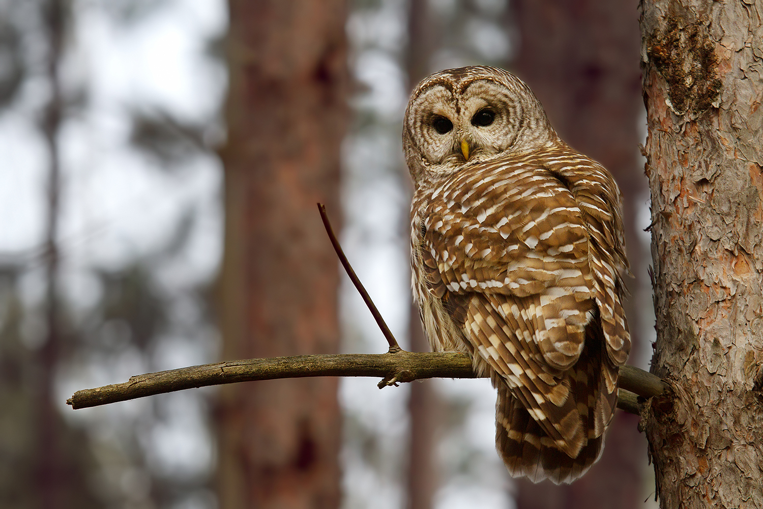 Banning Rat Poison: Vital for Raptor Conservation | Audubon Society of ...