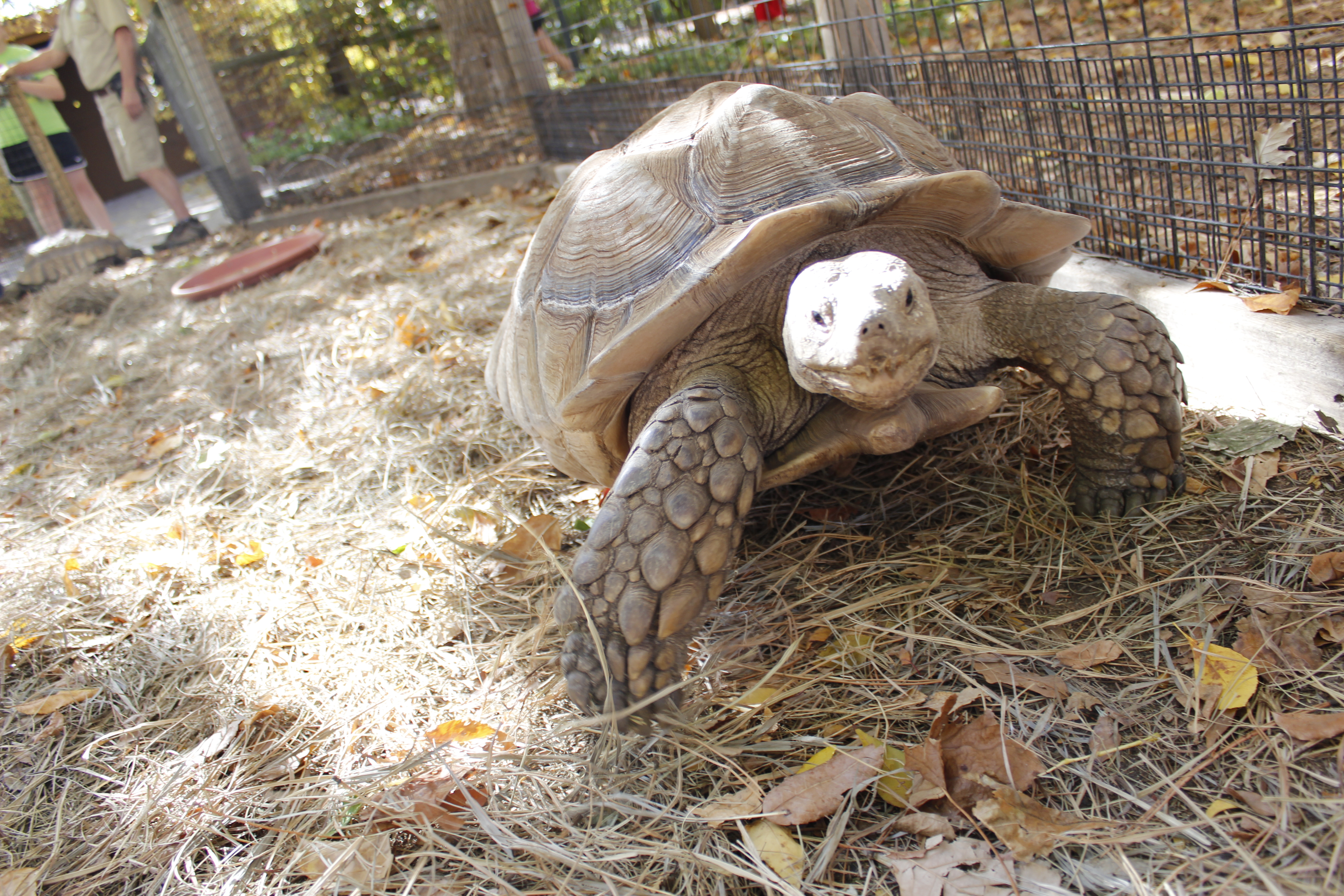 African Spurred Tortoise