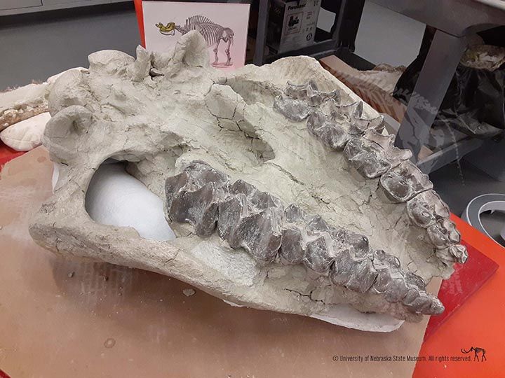 University of Nebraska State Museum of Natural History : Collections ...