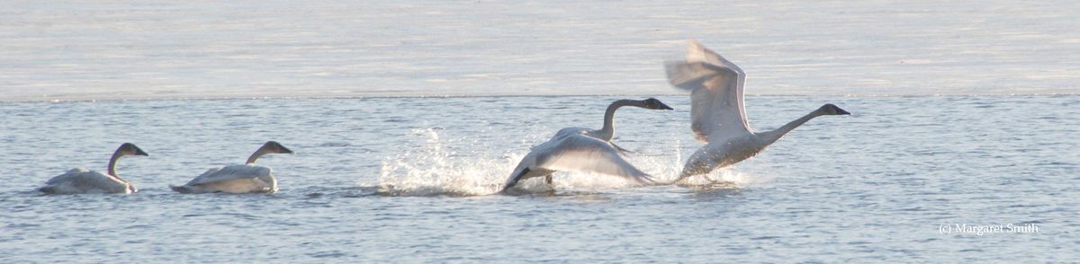 Swan Flight Profiles and Takeoff |Trumpeter Swan Society