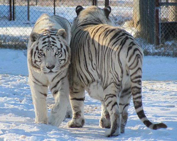 Levi : In Memory : Meet the Animals : Center for Animal Research and ...