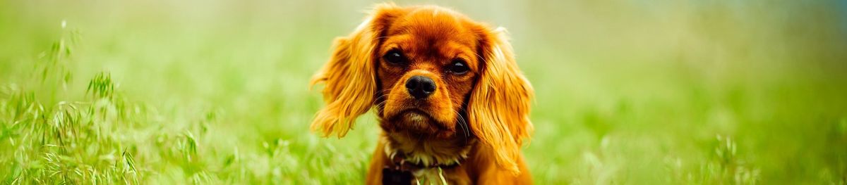 Angel Fund : Ways to Give : How To Help : Eastern Madera County SPCA