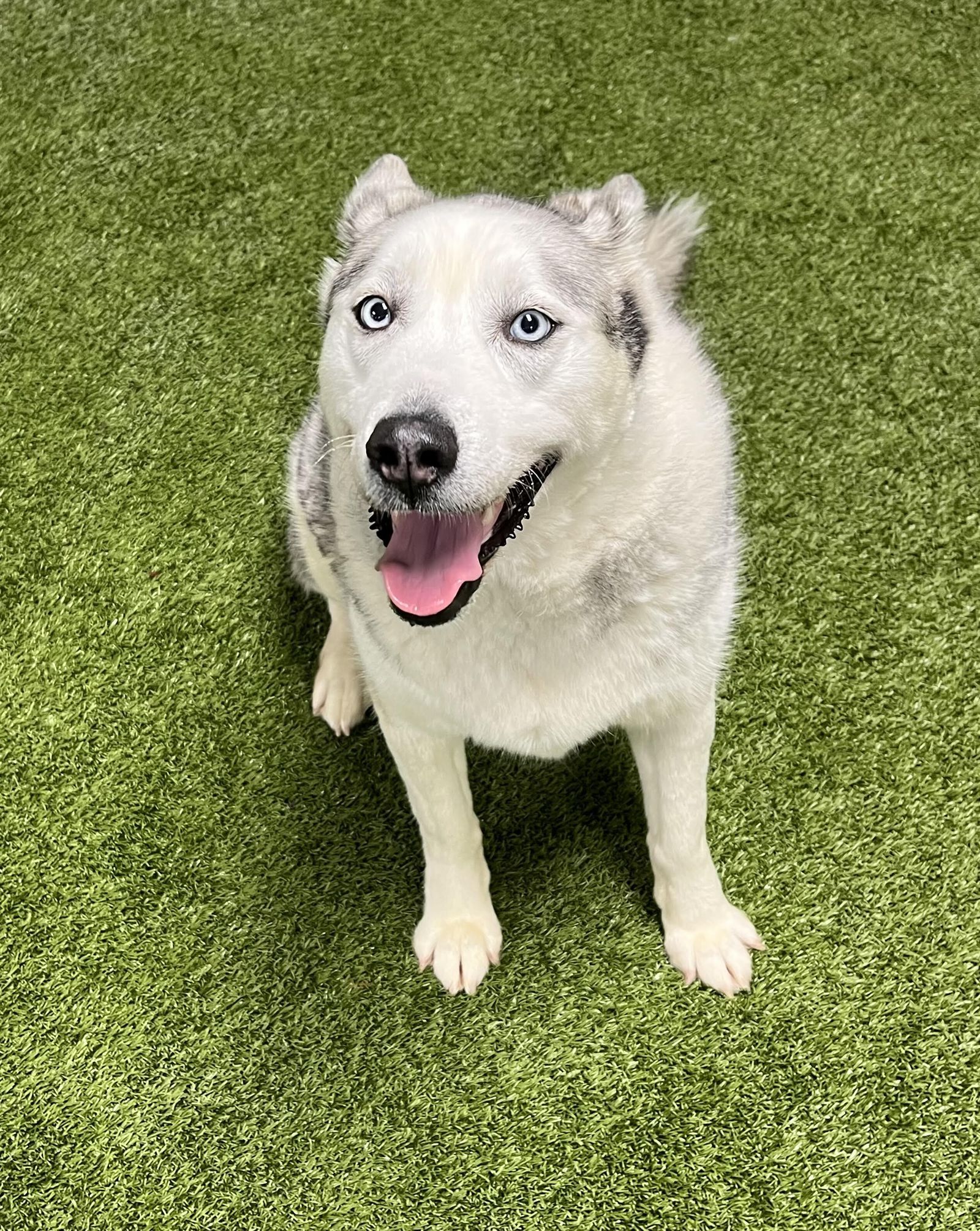 Available Dogs : Adopt or Foster : Nebraska No Kill Canine Rescue