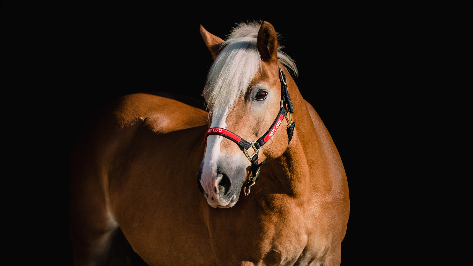 Meet the HETRA HERD!