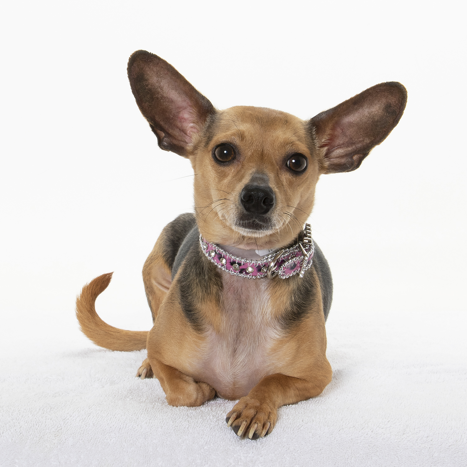 Adoptable Pets at The SPCA