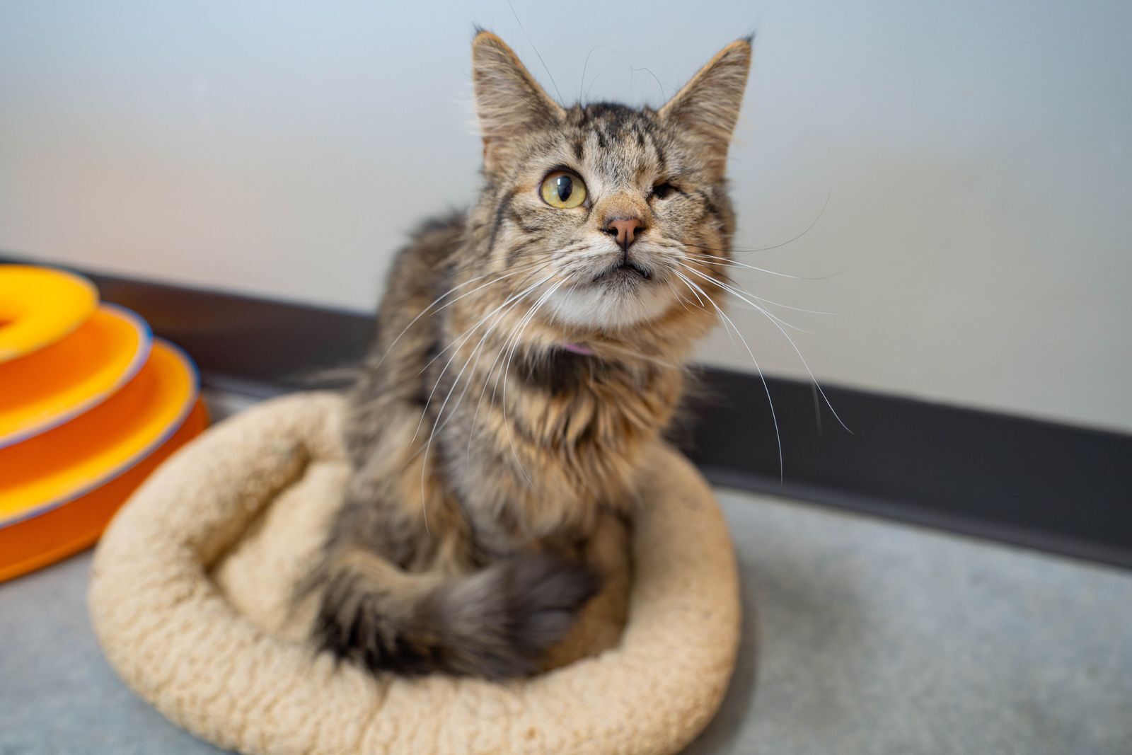 Tri-County Humane Society