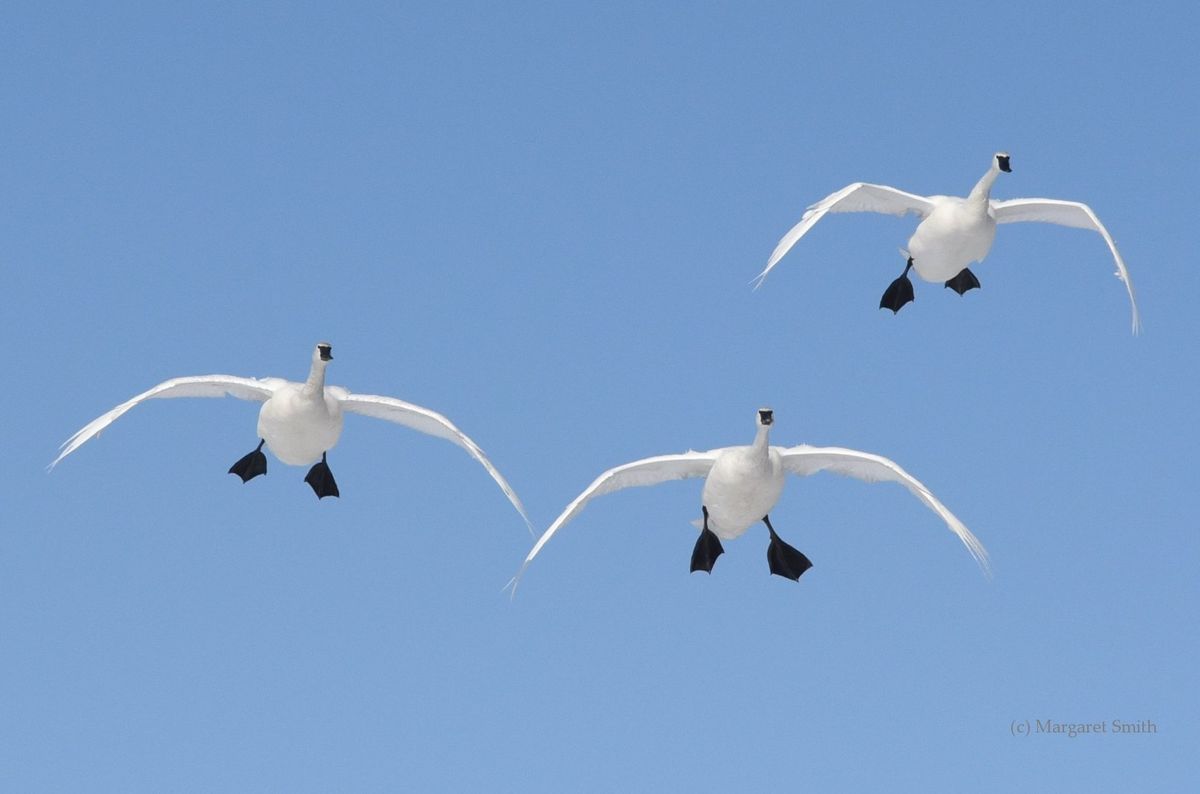 Swan Flight Profiles and Takeoff |Trumpeter Swan Society