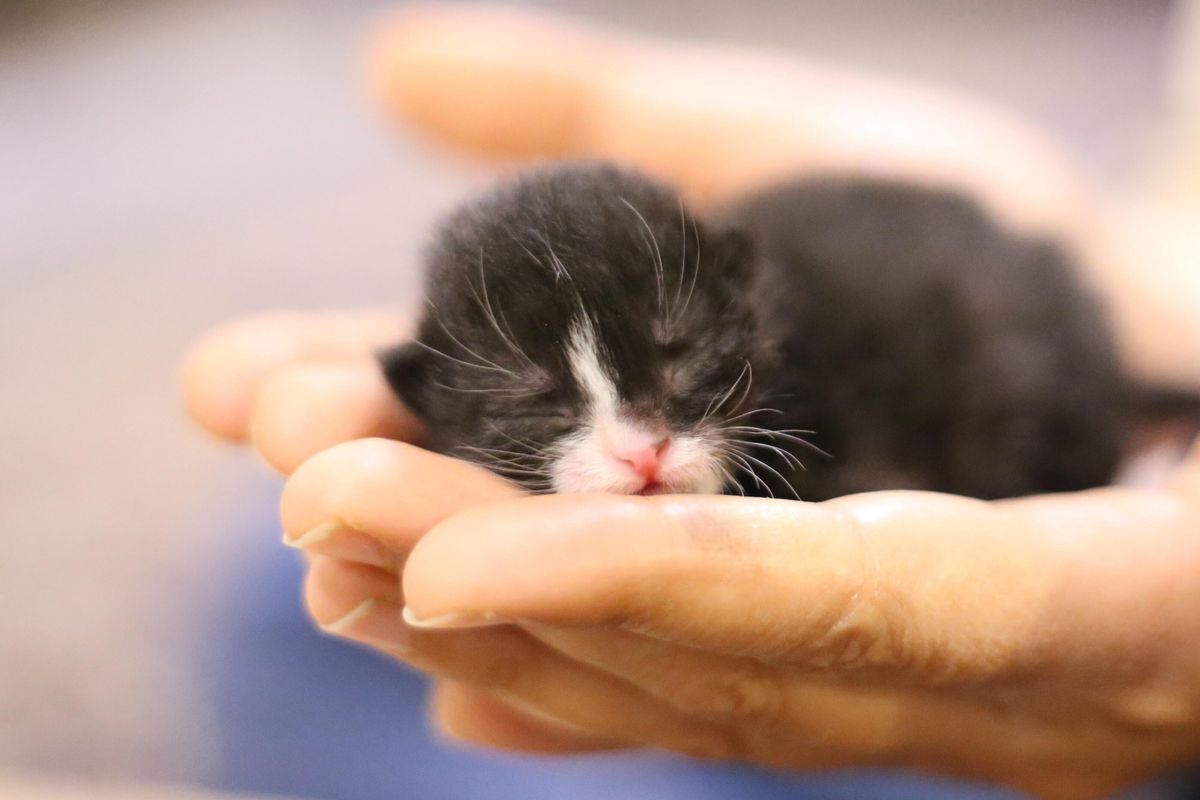 Home : Humane Society of Kawartha Lakes