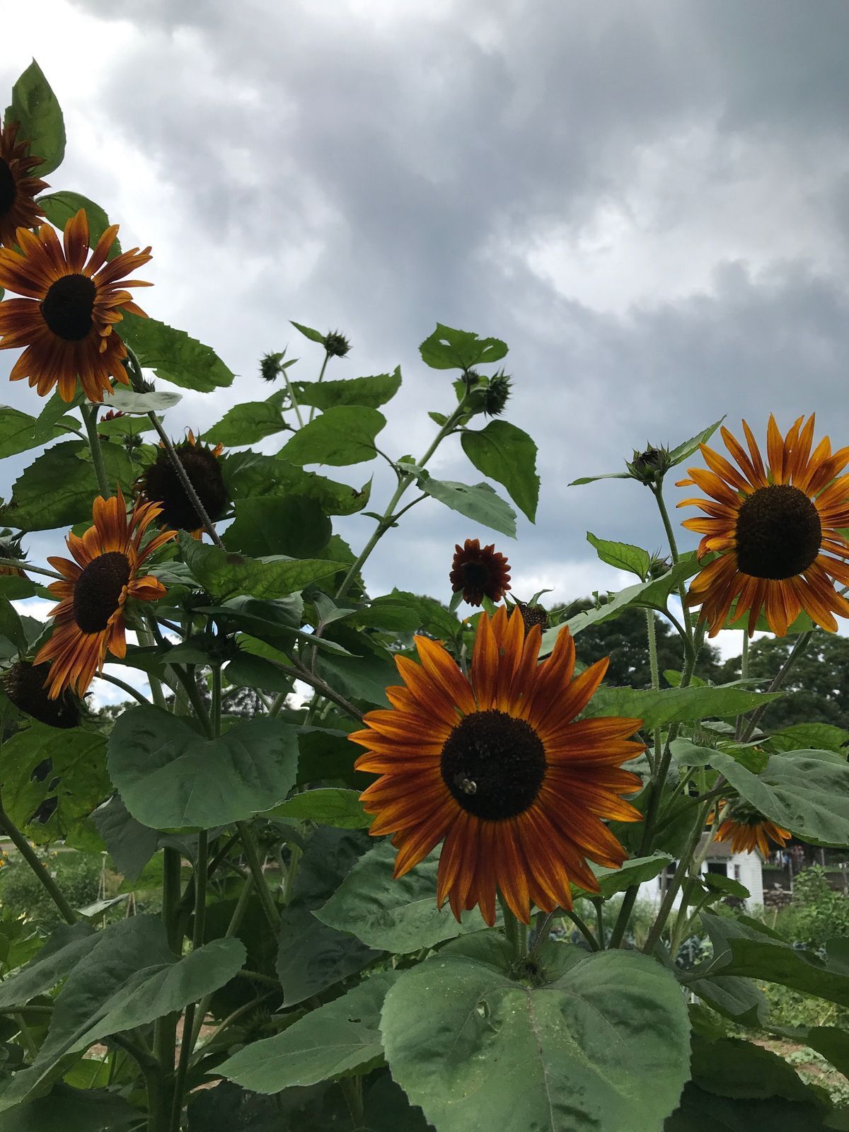 Photography & Film : Visit Us : Muscoot Farm