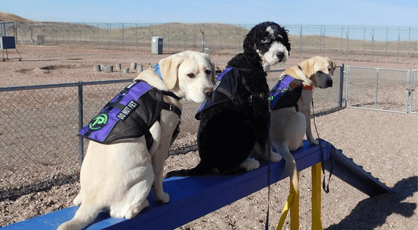 News and Events | Paragon Service Dogs