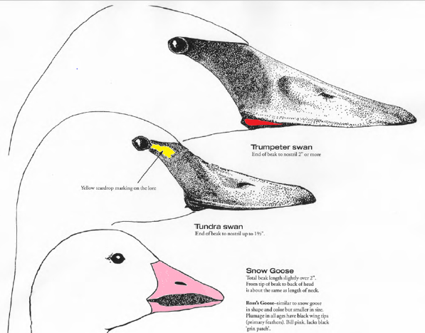 Swan and Goose ID brochure request|Trumpeter Swan Society