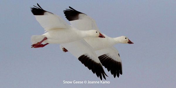 Snow Goose | Bird Gallery | Houston Audubon