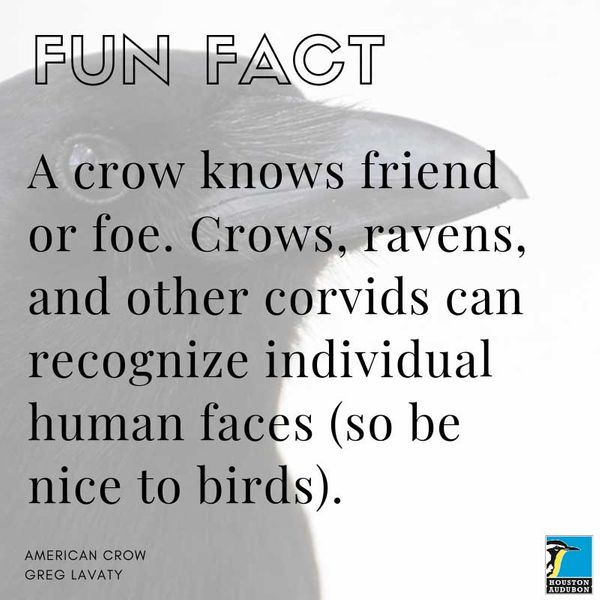 American Crow | Bird Gallery | Houston Audubon