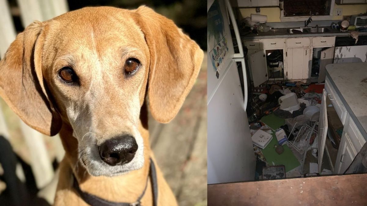 Home : York County SPCA