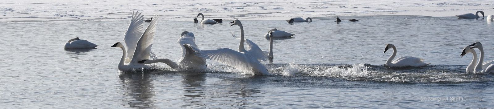 Common Swan Behaviors |Trumpeter Swan Society