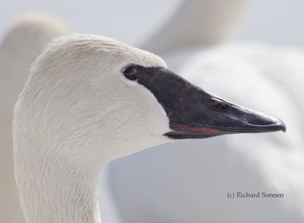 Swan Identification & Behavior | Trumpeter Swan Society