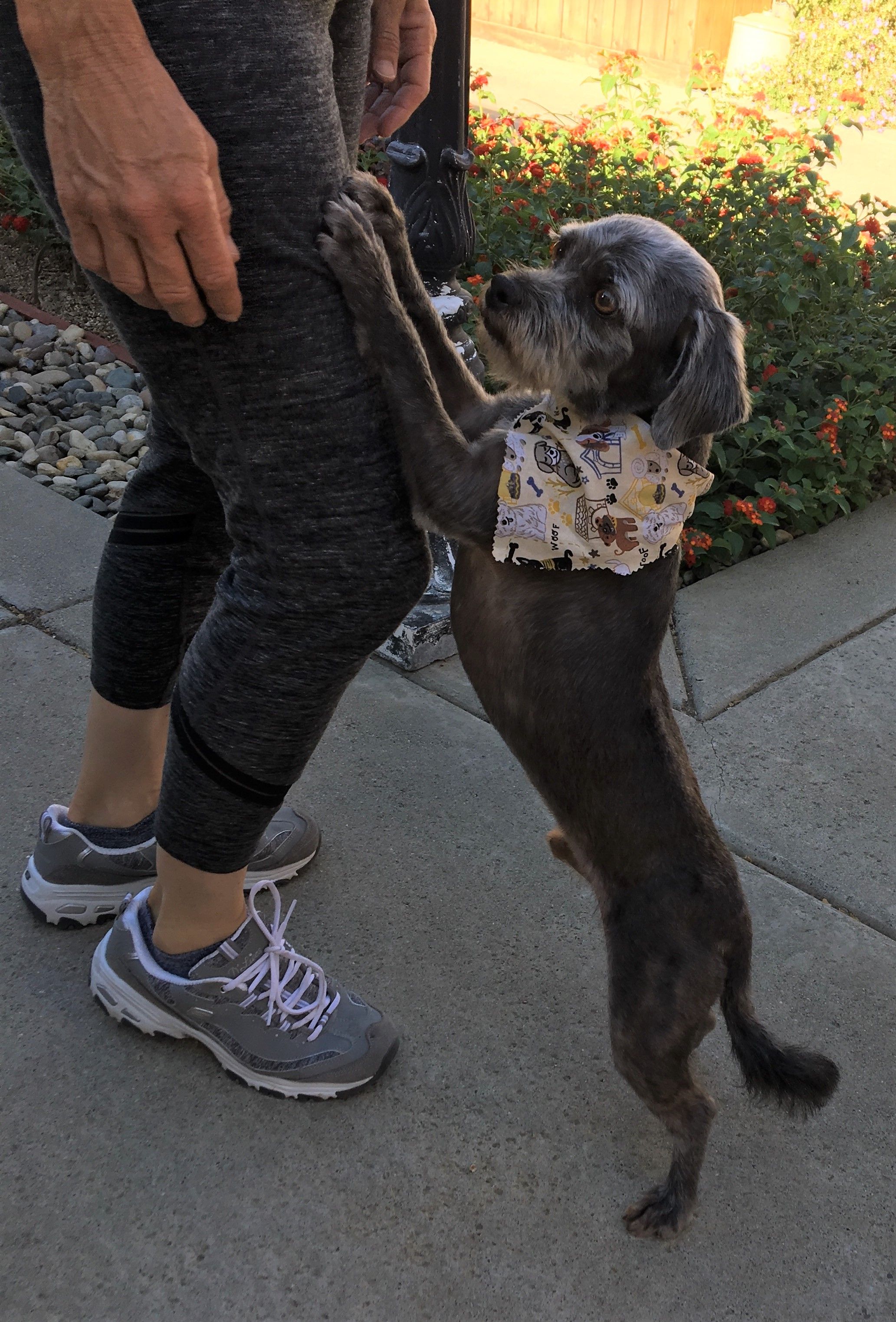 Rey : 3R Dogs : Adopt : 3R Rescue, Inc.