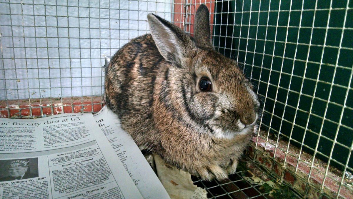 Rabbits : Wildlife Conflict Issues : Wildlife Help : Nebraska Wildlife ...