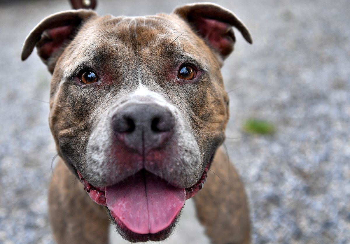 Home : York County SPCA