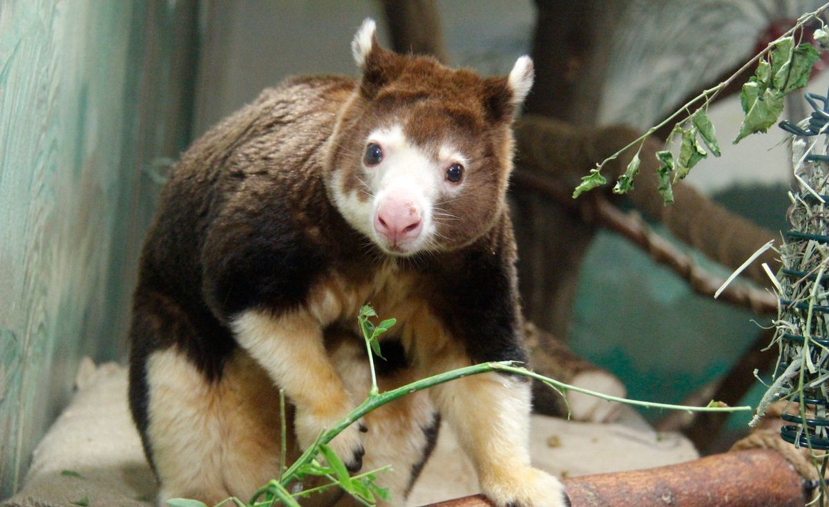 Matschie's Tree Kangaroo