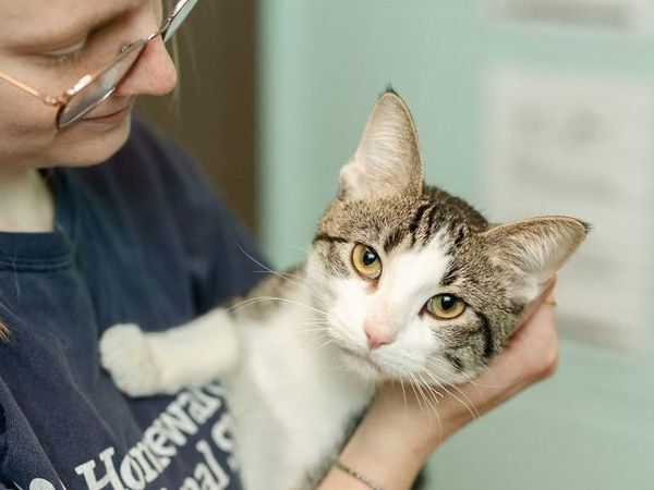Adopt a Cat : Adopt or Foster : Homeward Animal Shelter