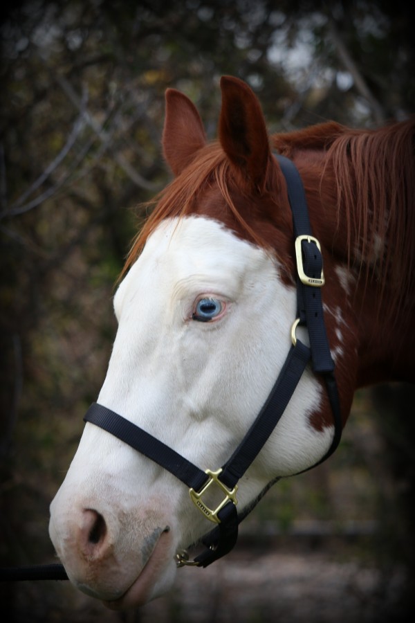 Victory Riding Academy : Home