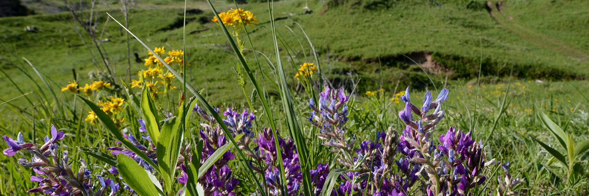 Plant | Landscape | Plains | Nebraska | Arboretum | Statewide